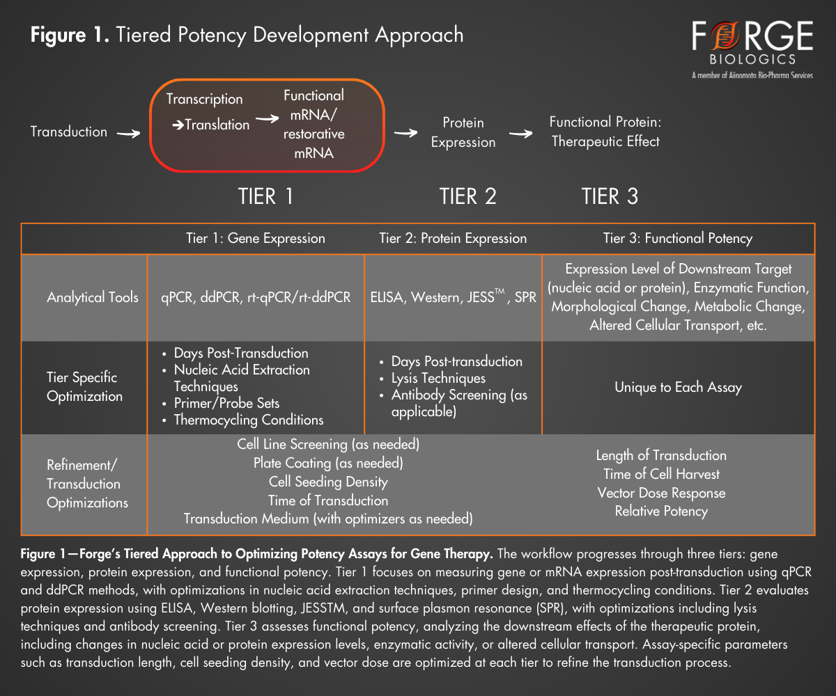 3 Tiers for AAV Potency Assay Development Success