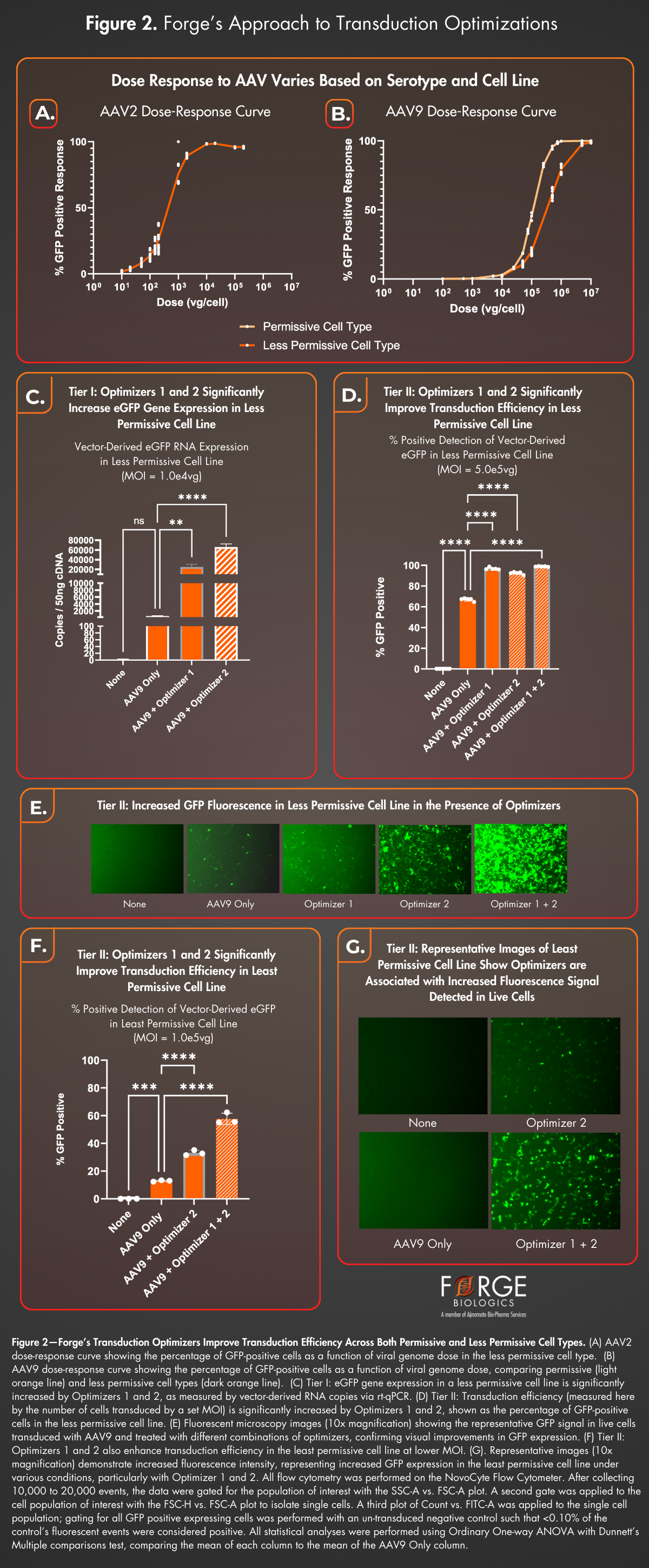 3 Tiers for AAV Potency Assay Development Success